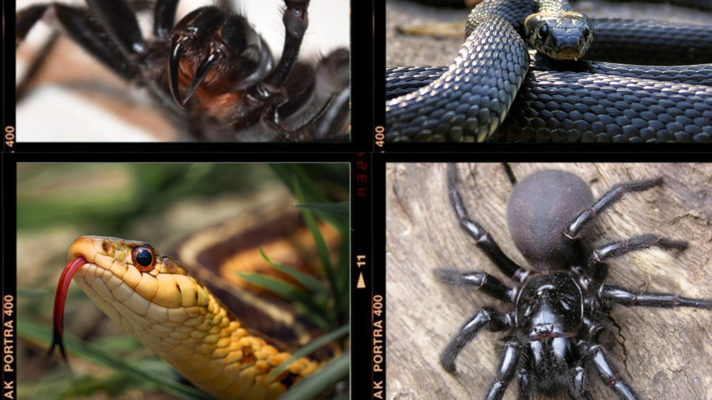 VIDEO: Snake + Funnel Web Spider bite first aid including the Pressure ...